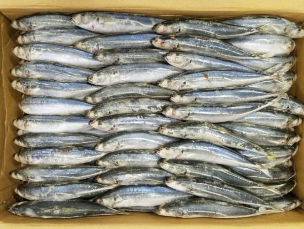 1447 – Cigar Minnows, 10kg, Imported – Aylesworth's Fish and Bait
